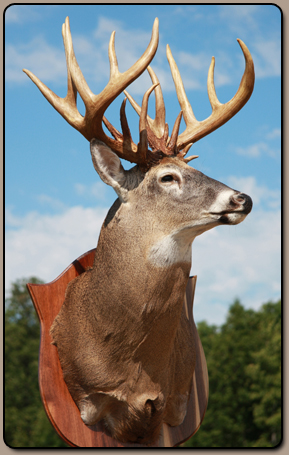 NONTYPICAL MUZZLELOADER – Frow